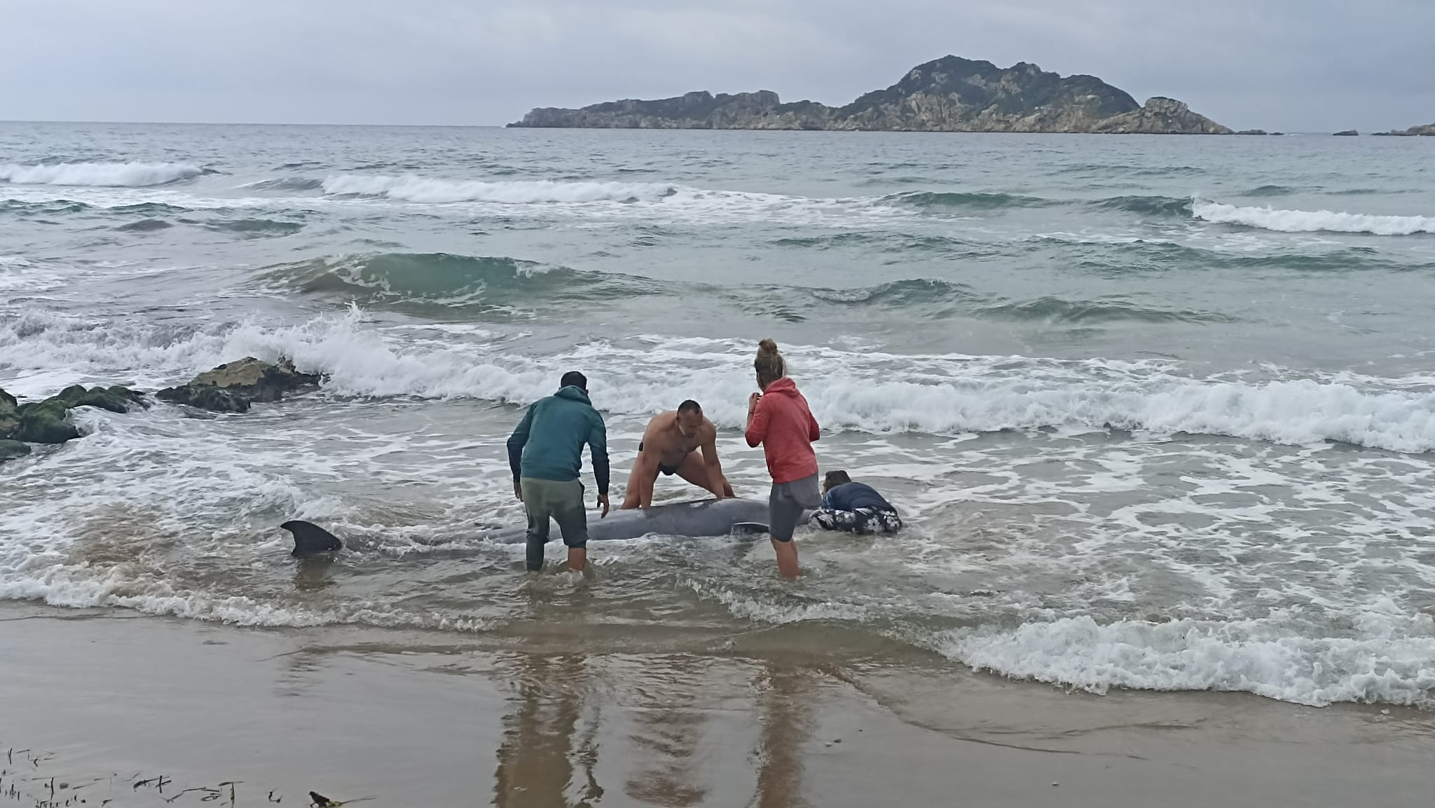 Σεισμικές (Παράνομες!!) έρευνες στο Ιόνιο βγάζουν θαλάσσια θηλαστικά ...