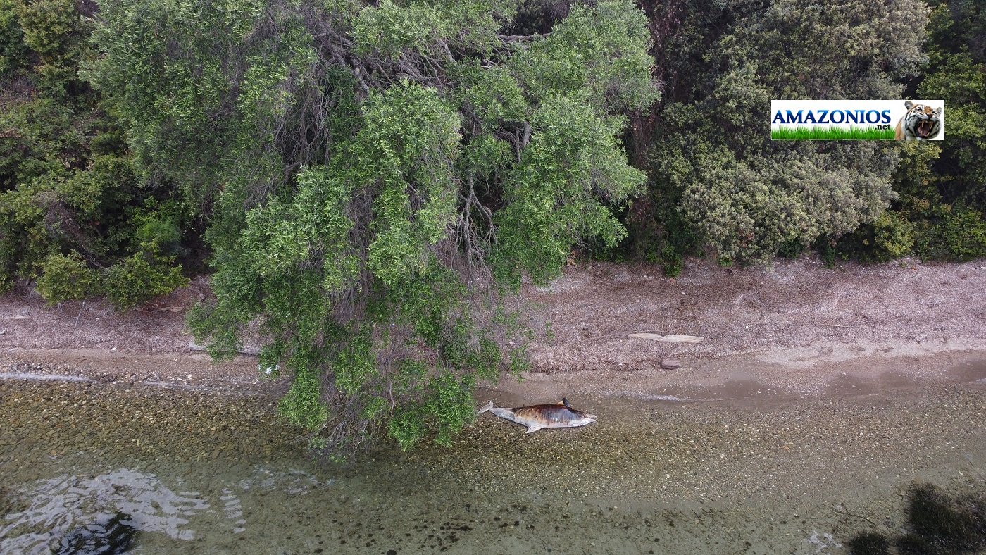 Δελφινι εκβράστηκε σε παραλία του Υψου Κέρκυρας (Ιkos odisia) .Ειναι ...